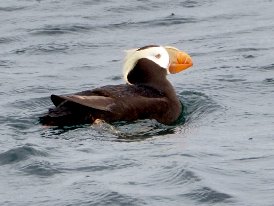 Tufted%20Puffin.jpeg